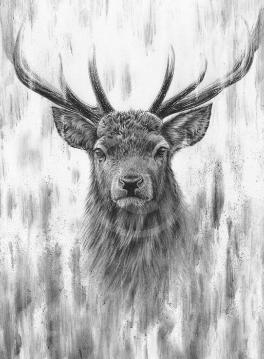 Red Stag III by Nolon Stacey