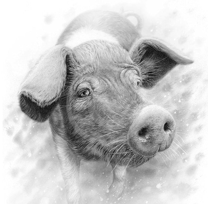 Curlew II by Nolon Stacey