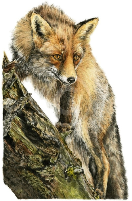 A Fox Eye View by Nicola Gillyon