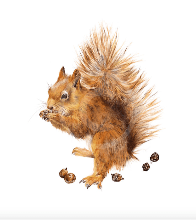 Hazel, Red Squirrel by Nicola Gillyon