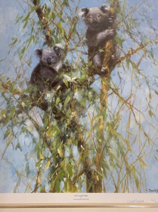 Up A Gumtree by David Shepherd Limited Edition Koala Print- Last One